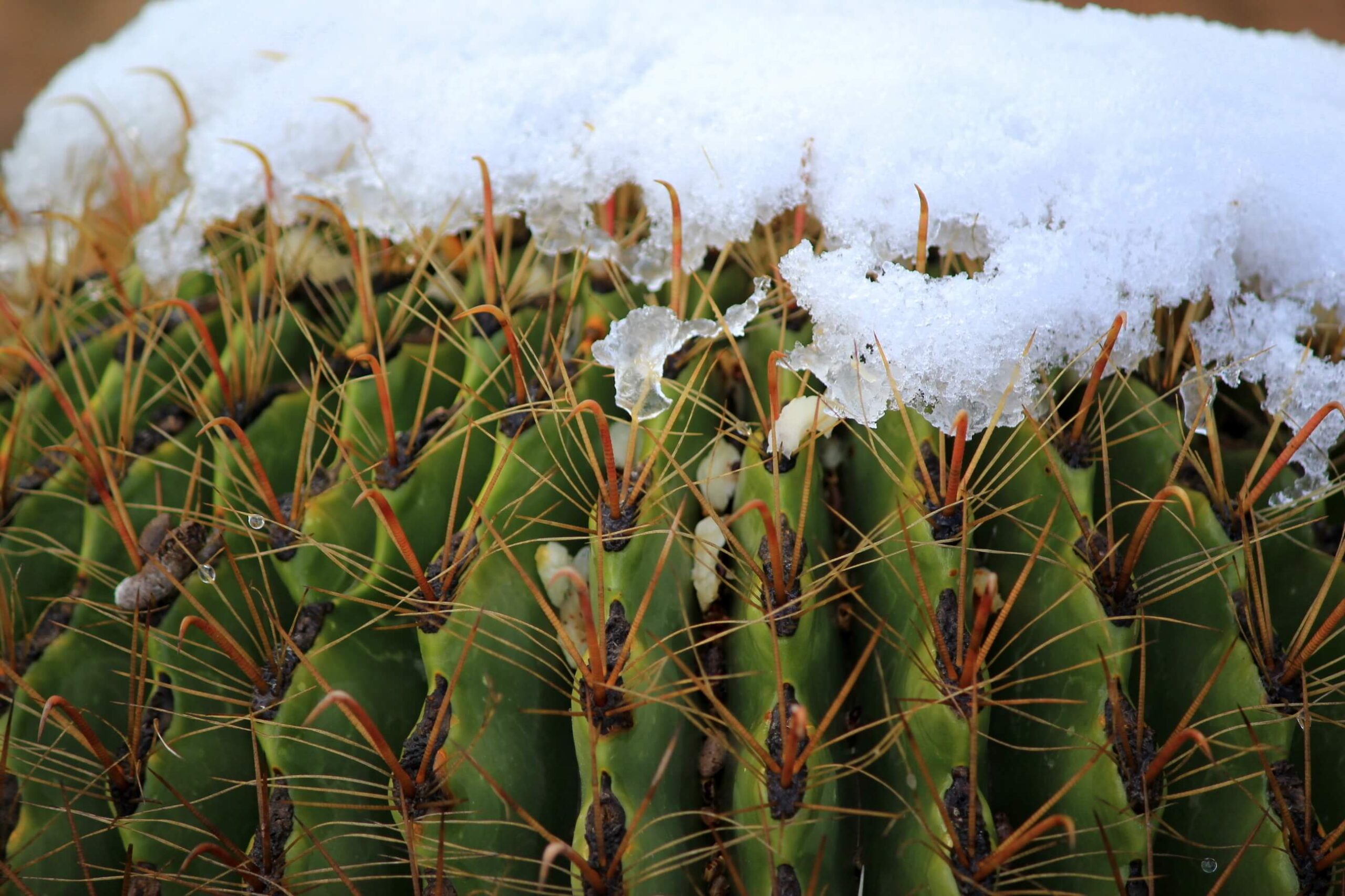 December Events Not to Miss in Tucson - Rick Sack